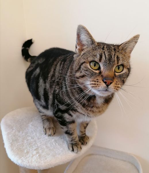 All Cats – Mid Antrim Animal Sanctuary