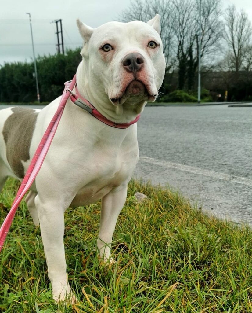 All Pets – Mid Antrim Animal Sanctuary