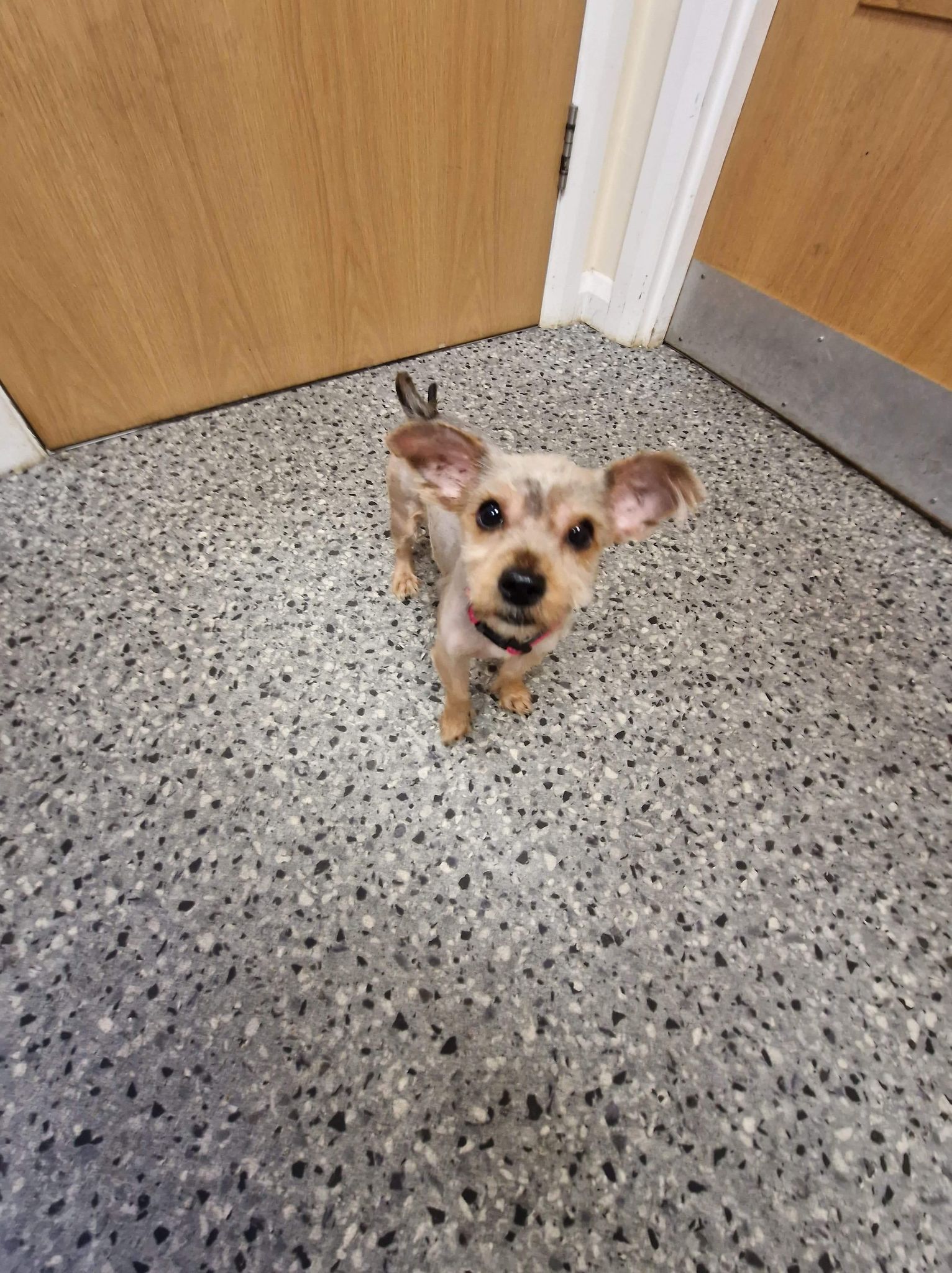 Sasha – Mid Antrim Animal Sanctuary