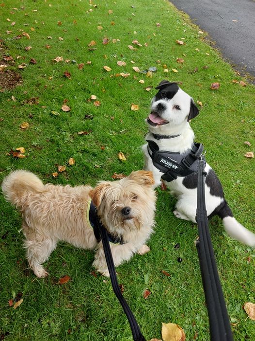 sandy & duke – Mid Antrim Animal Sanctuary