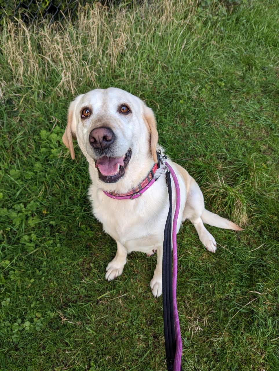 Holly – Mid Antrim Animal Sanctuary