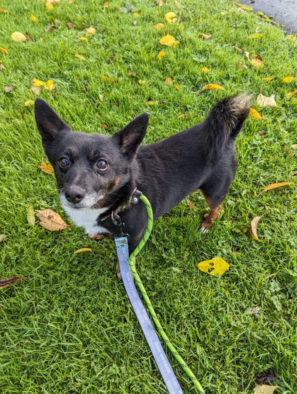 Pookie – Mid Antrim Animal Sanctuary