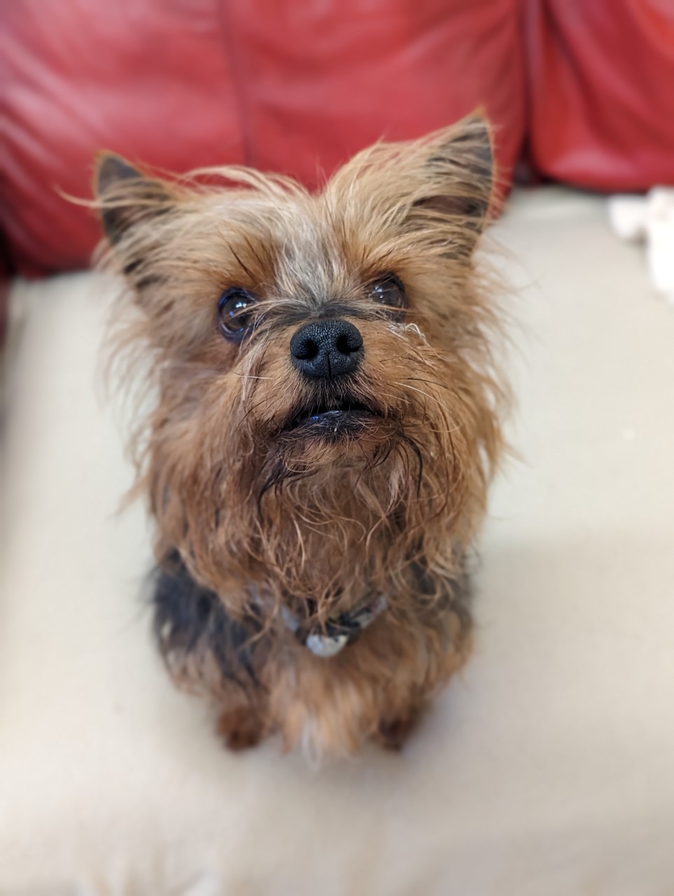 Dolce – Mid Antrim Animal Sanctuary