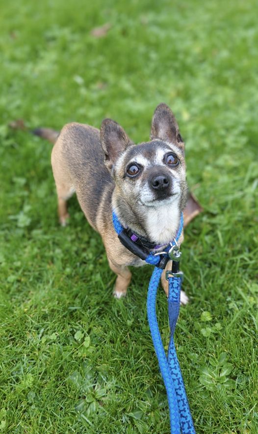 All Pets – Mid Antrim Animal Sanctuary