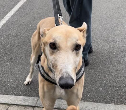 Dogs for Adoption – Mid Antrim Animal Sanctuary