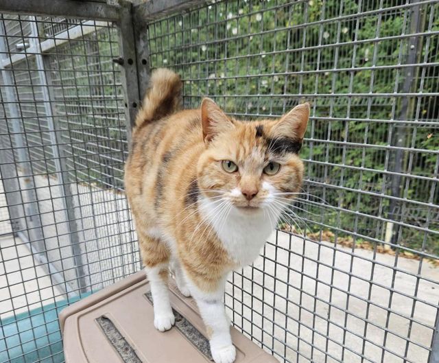 All Cats – Mid Antrim Animal Sanctuary