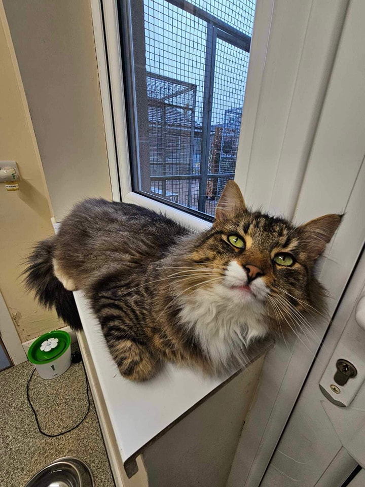 All Cats – Mid Antrim Animal Sanctuary