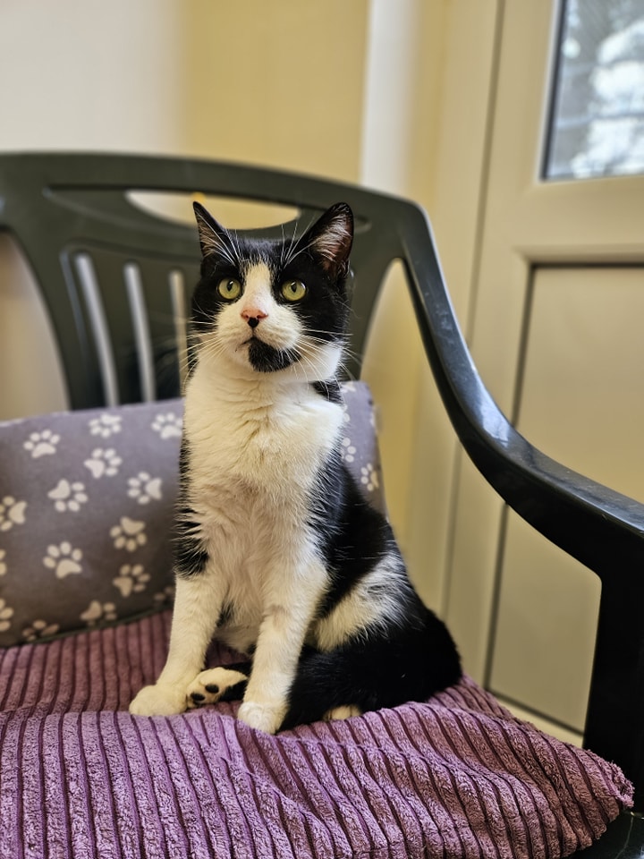 All Cats – Mid Antrim Animal Sanctuary