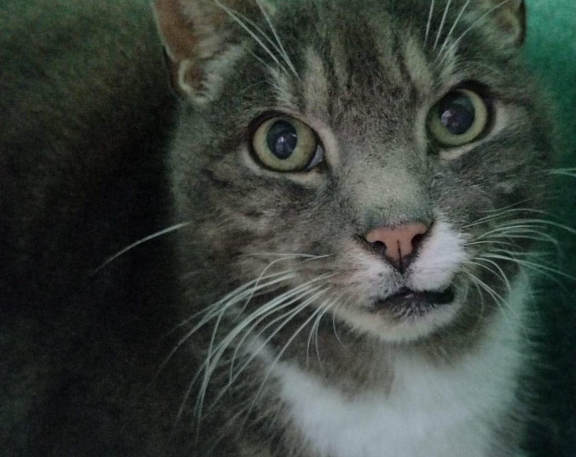 All Cats – Mid Antrim Animal Sanctuary