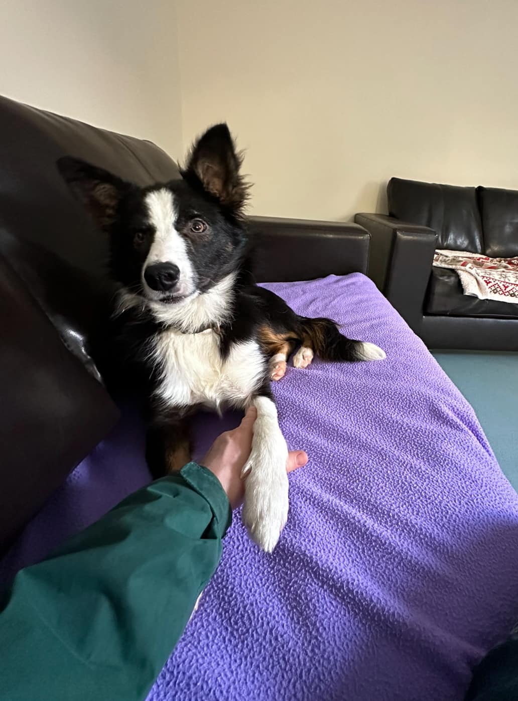 Dogs for Adoption – Mid Antrim Animal Sanctuary