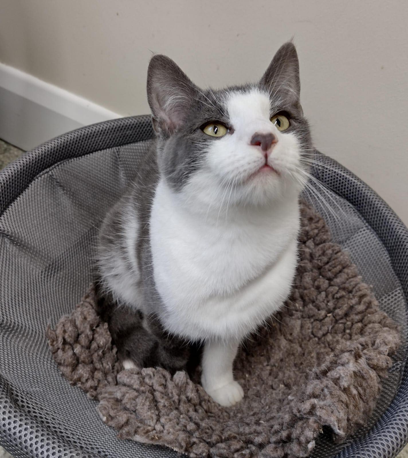 All Cats – Mid Antrim Animal Sanctuary