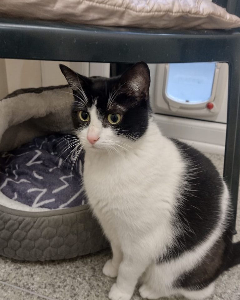 All Cats – Mid Antrim Animal Sanctuary