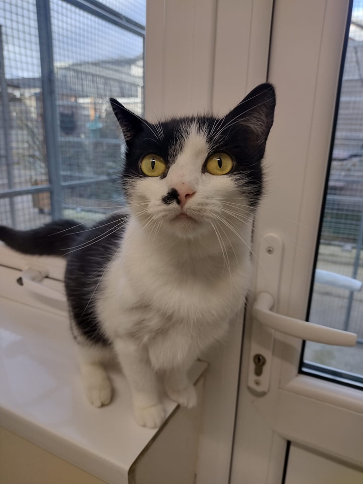 All Cats – Mid Antrim Animal Sanctuary