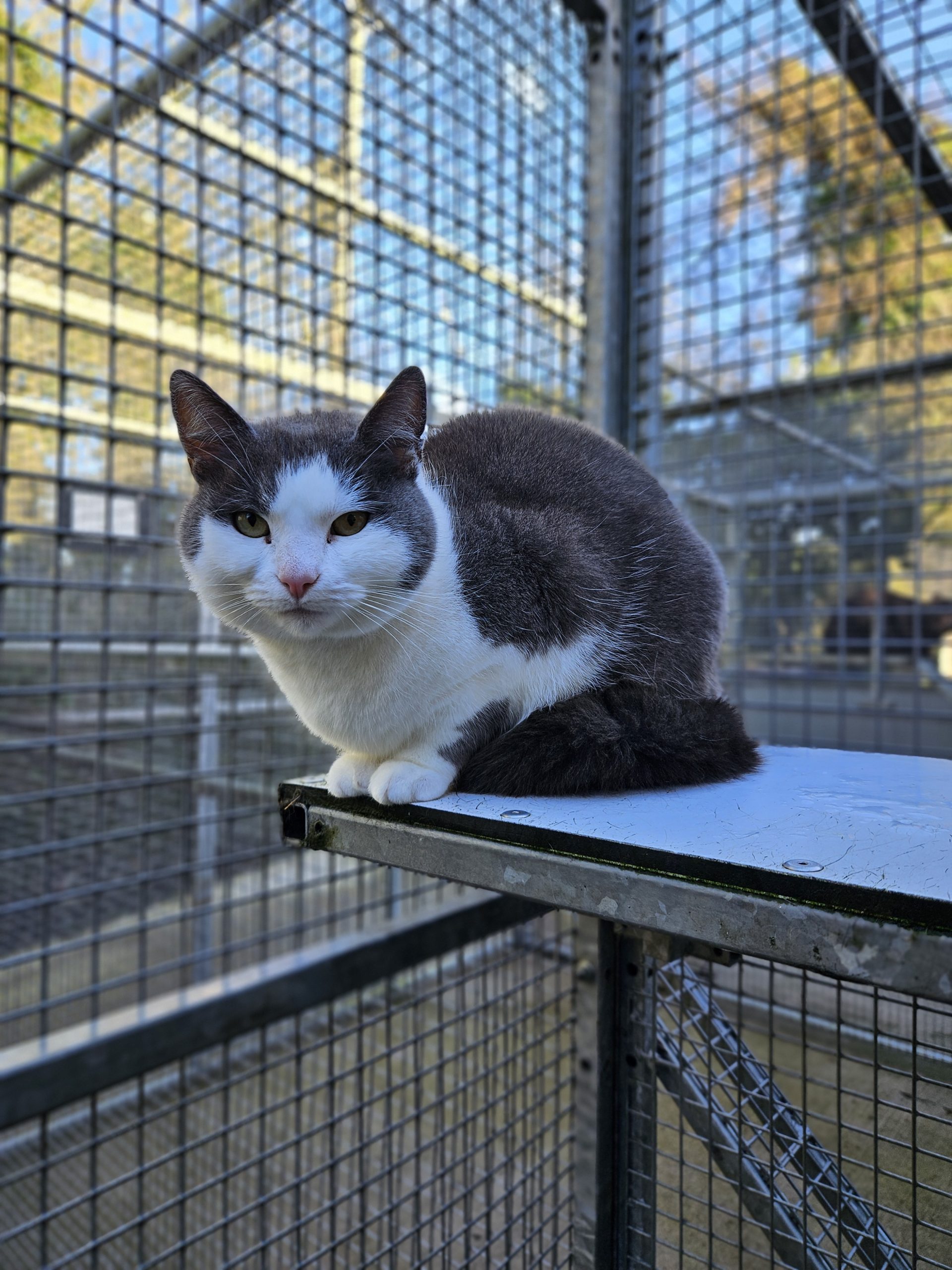 All Pets – Mid Antrim Animal Sanctuary