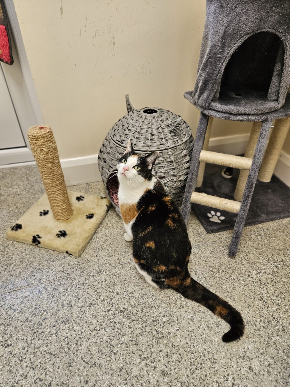 All Pets – Mid Antrim Animal Sanctuary