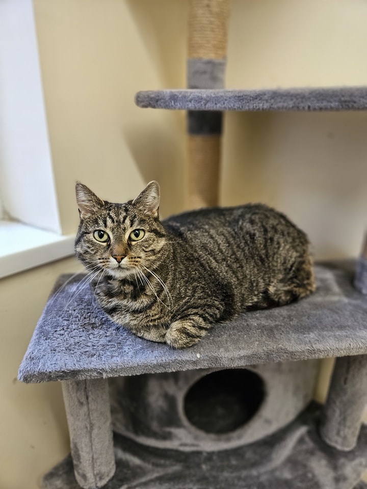 All Cats – Mid Antrim Animal Sanctuary