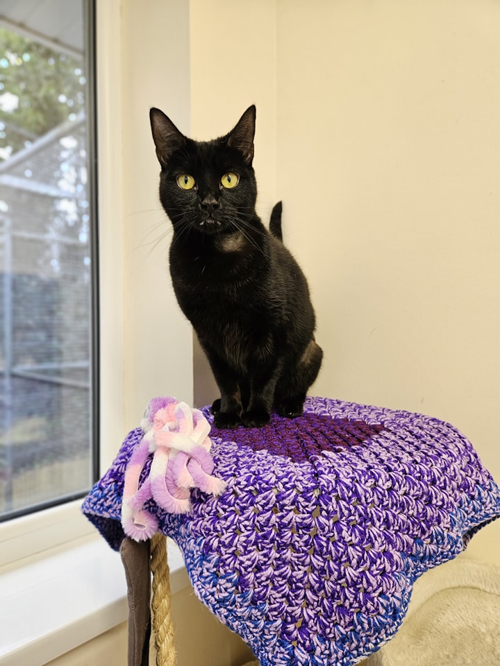 All Cats – Mid Antrim Animal Sanctuary