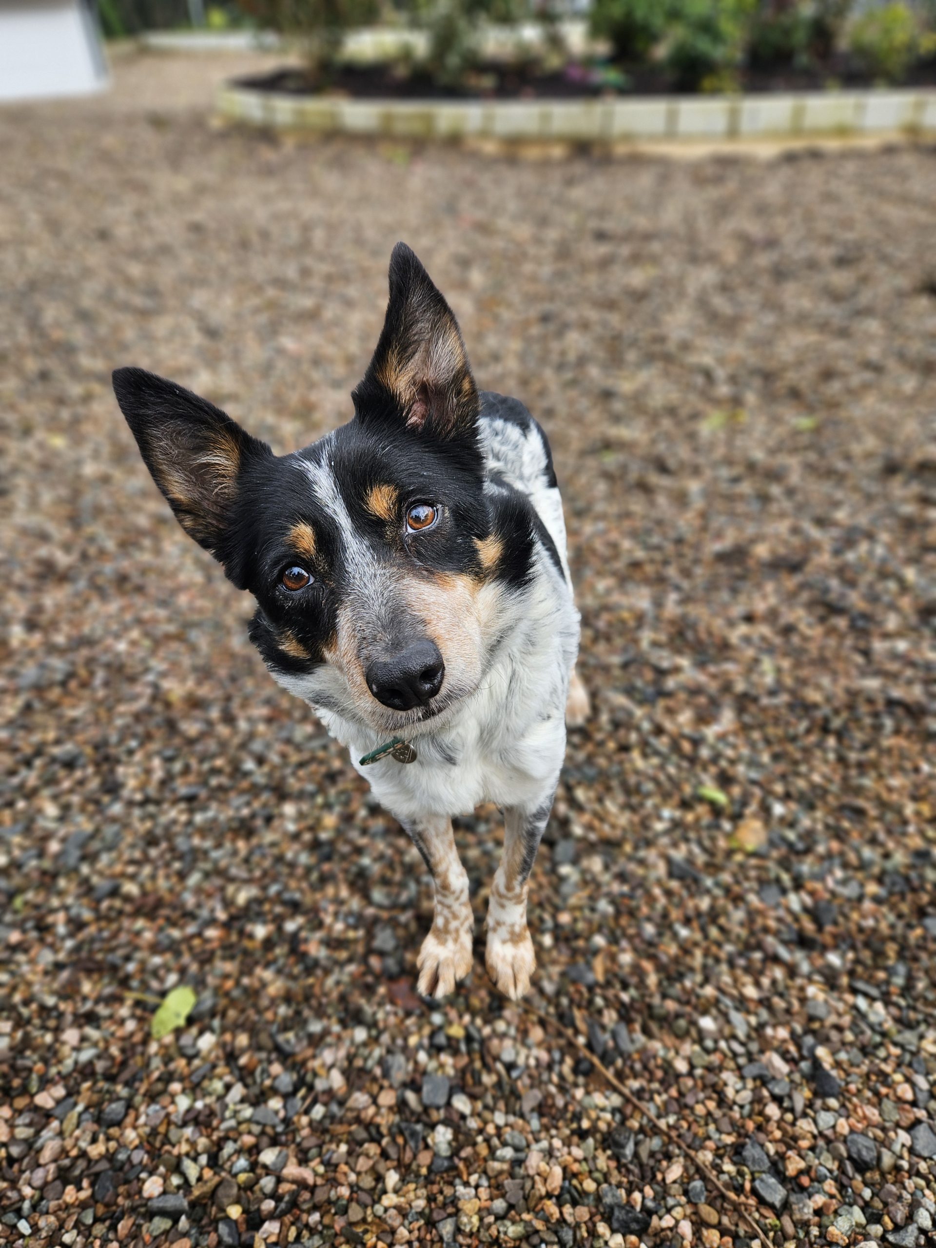 Dogs for Adoption – Mid Antrim Animal Sanctuary