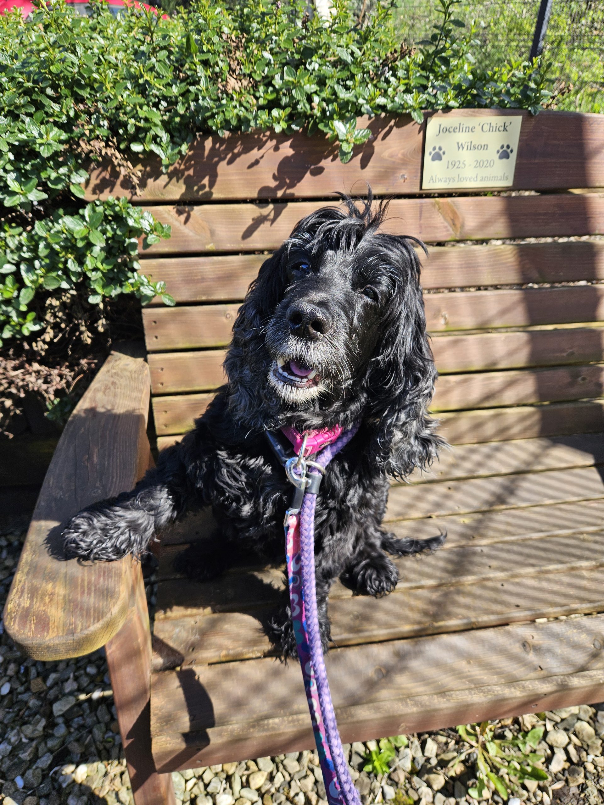 Dogs for Adoption – Mid Antrim Animal Sanctuary