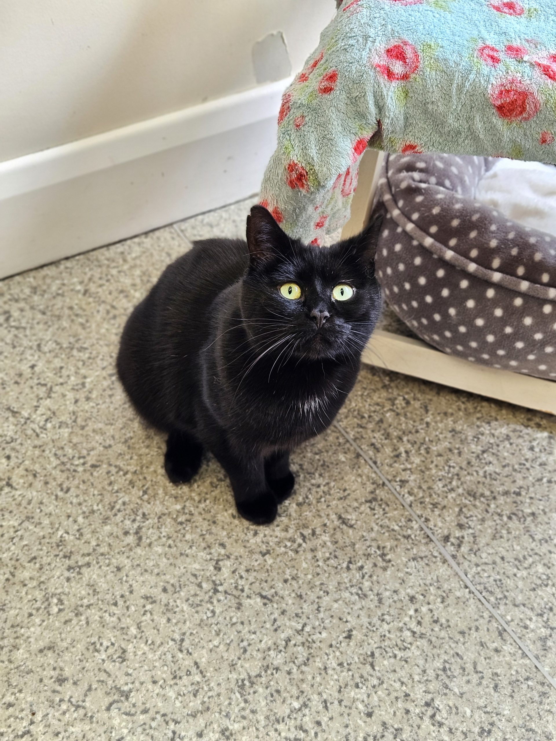 All Cats – Mid Antrim Animal Sanctuary