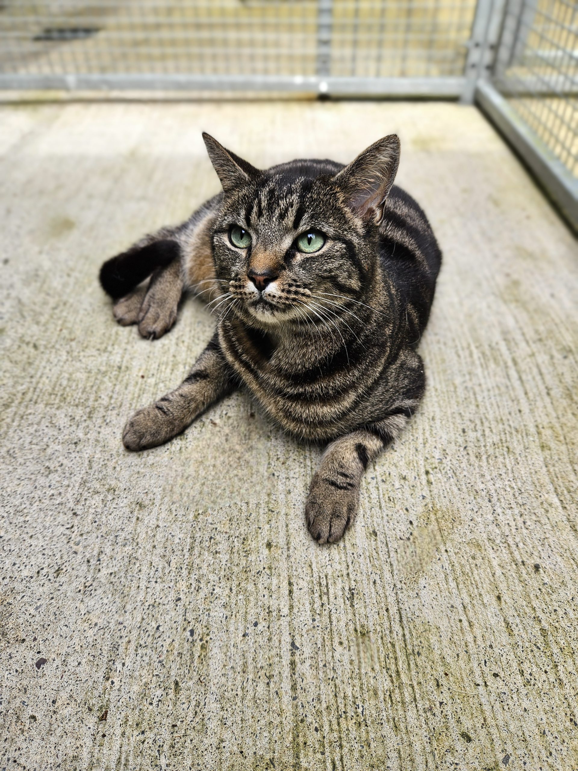 All Cats – Mid Antrim Animal Sanctuary