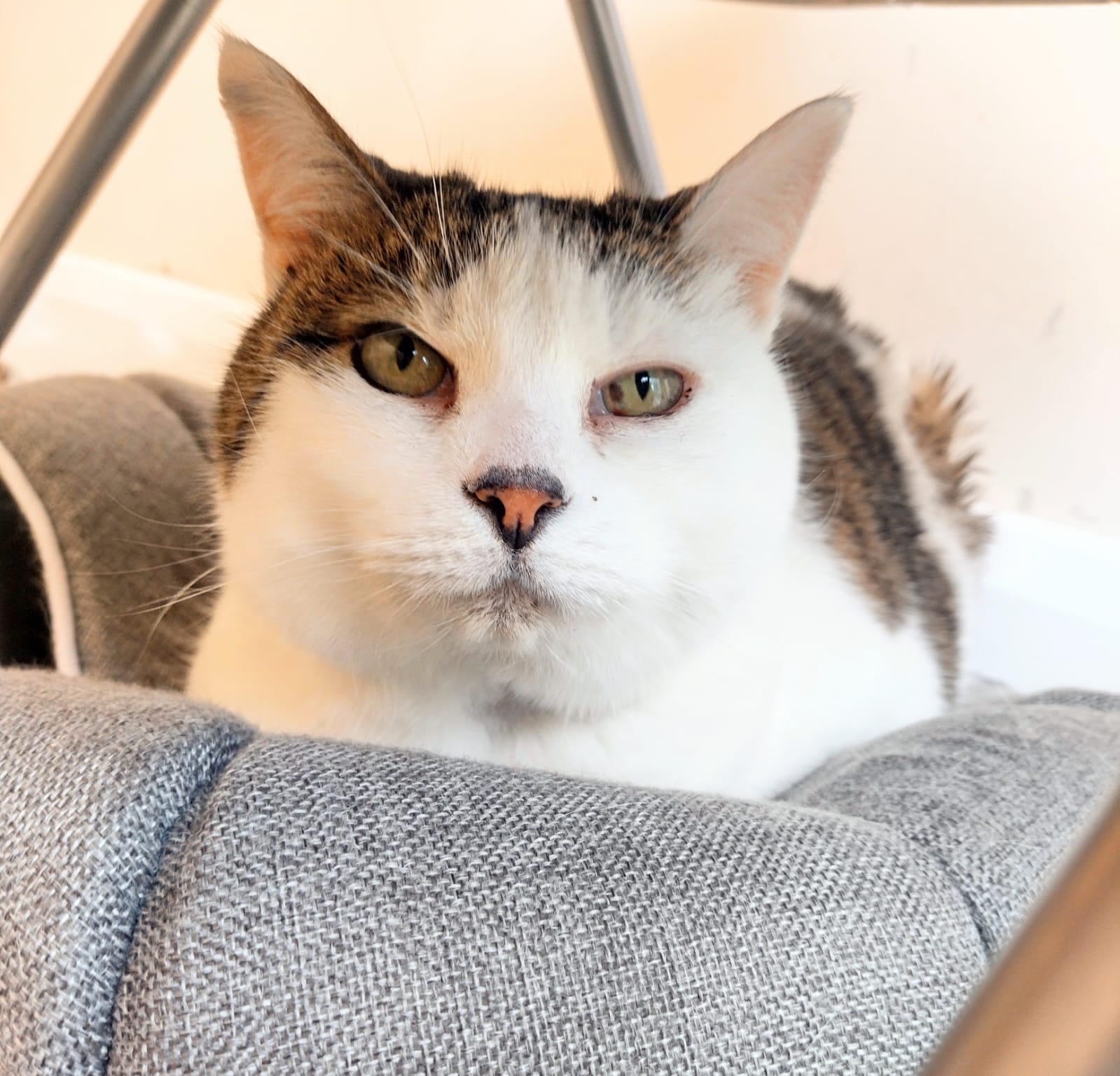 All Cats – Mid Antrim Animal Sanctuary