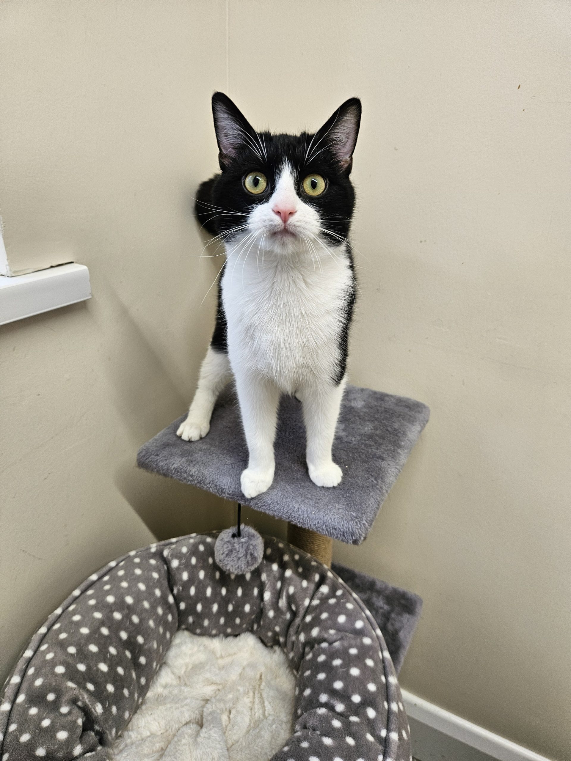 All Cats – Mid Antrim Animal Sanctuary