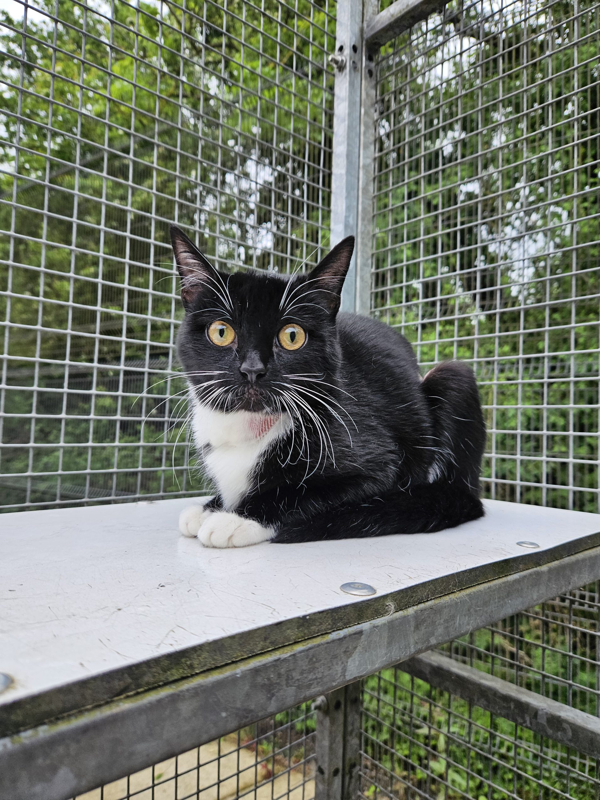 All Cats – Mid Antrim Animal Sanctuary