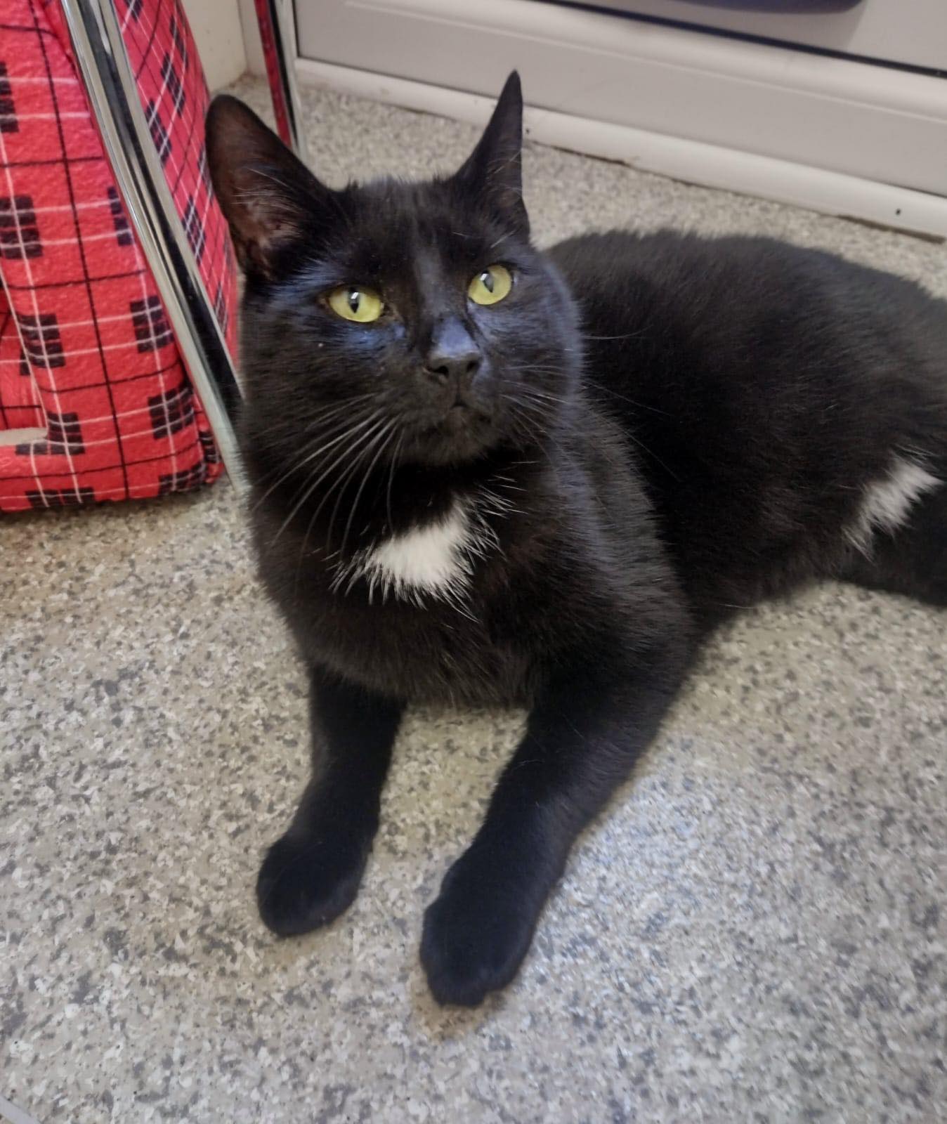 All Cats – Mid Antrim Animal Sanctuary