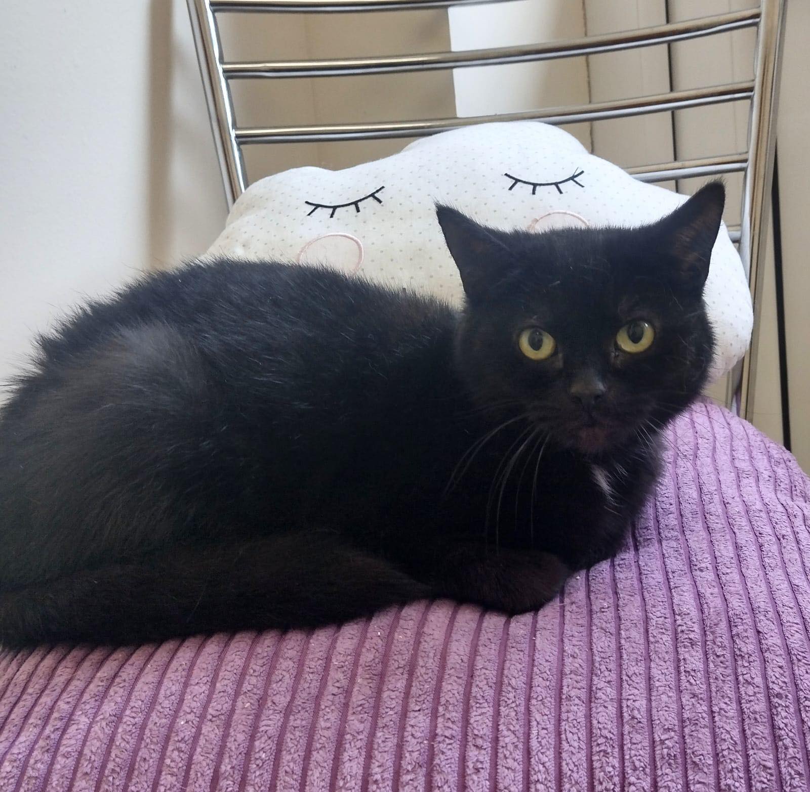 All Cats – Mid Antrim Animal Sanctuary