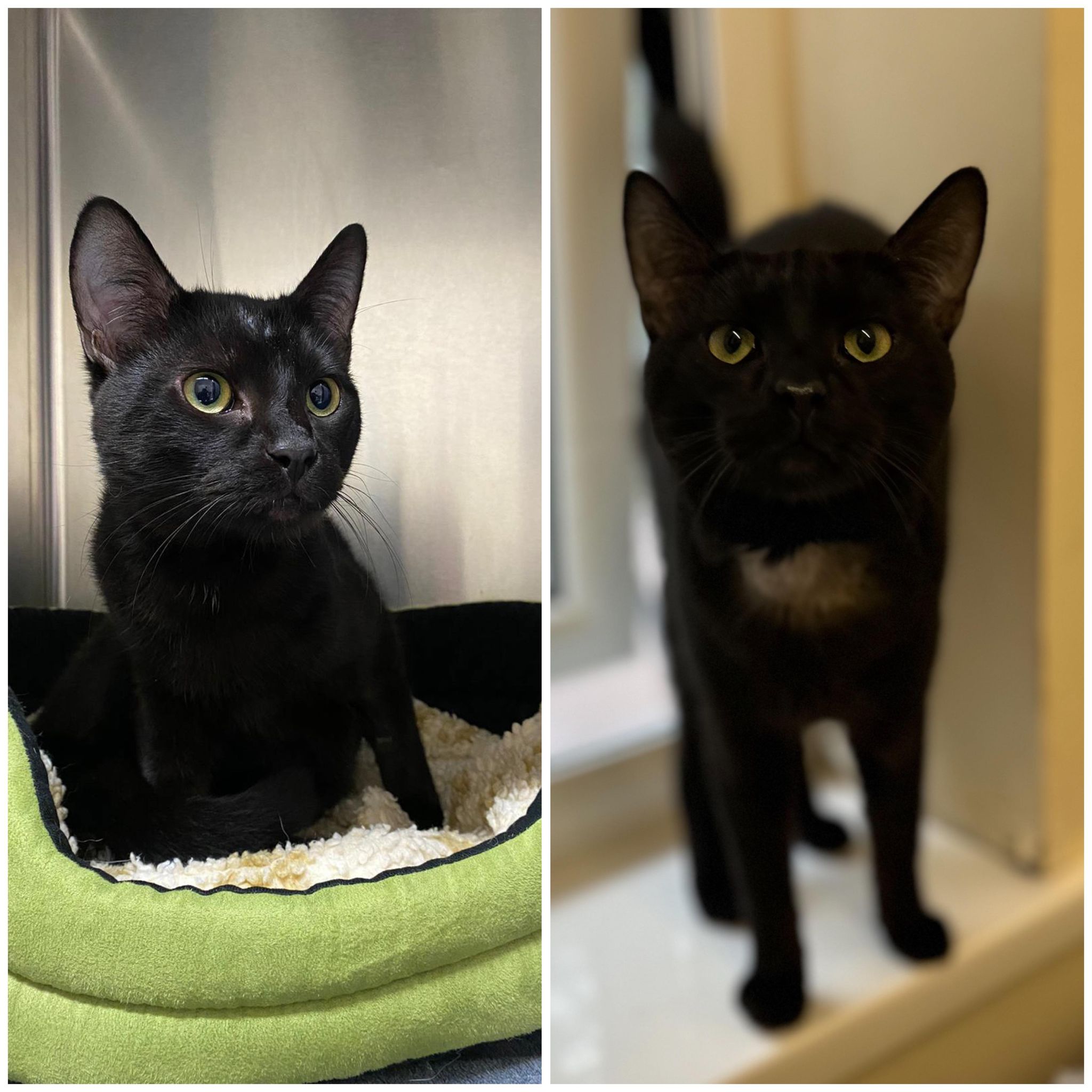 All Cats – Mid Antrim Animal Sanctuary