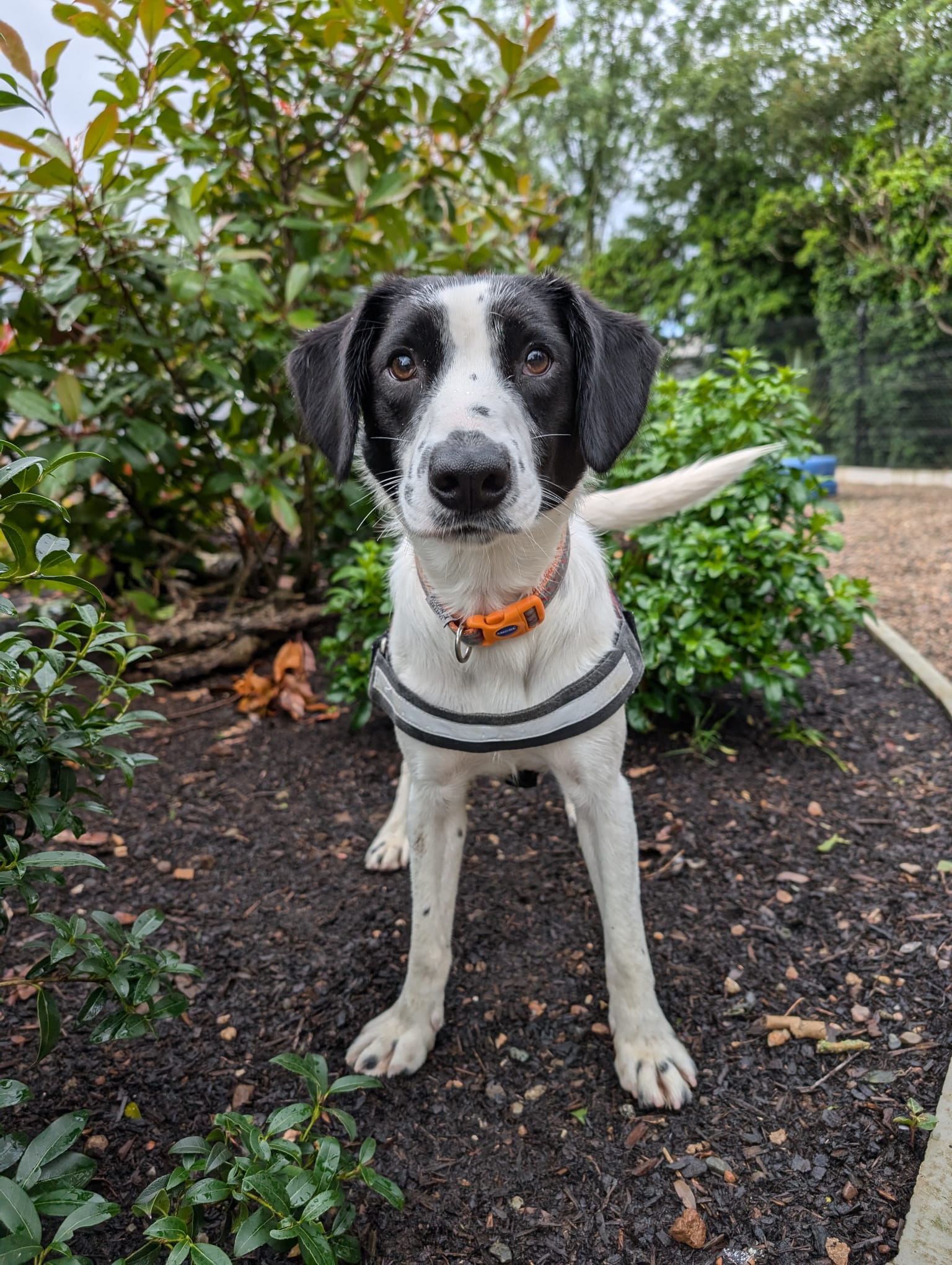 Dogs for Adoption – Mid Antrim Animal Sanctuary