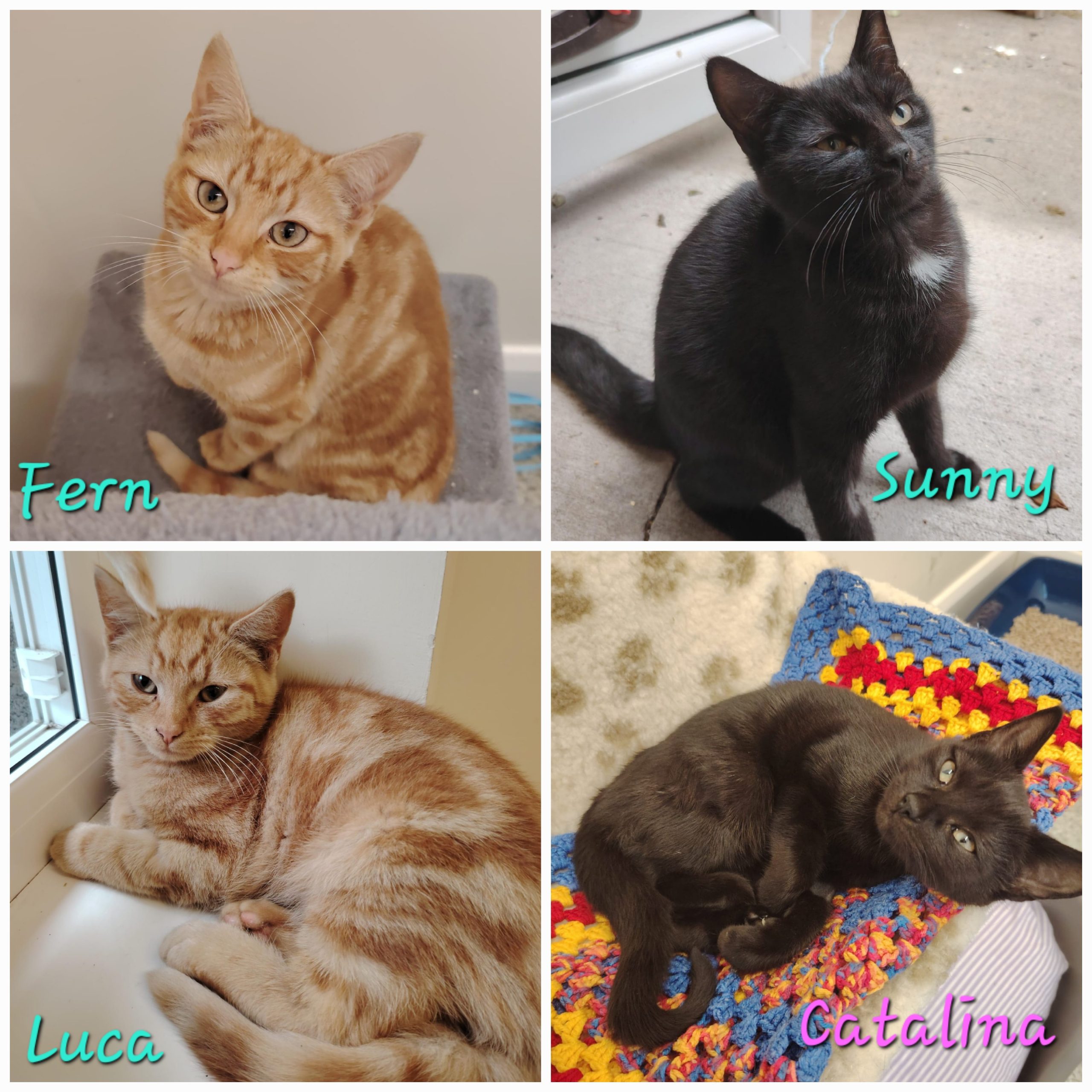 All Pets – Mid Antrim Animal Sanctuary