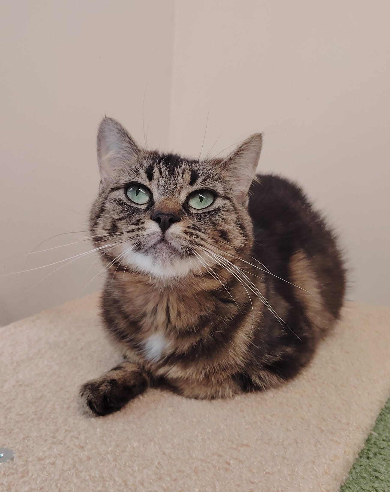 All Cats – Mid Antrim Animal Sanctuary