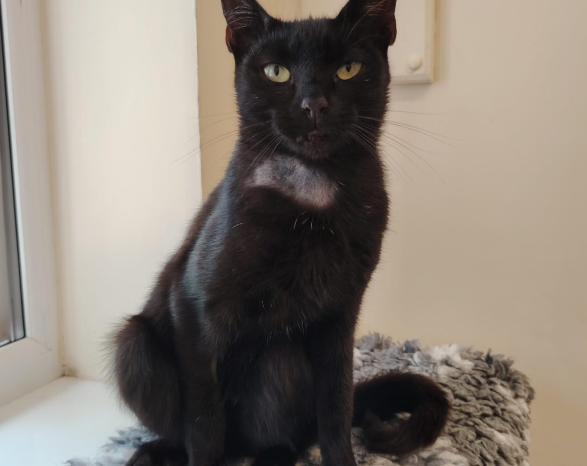 All Cats – Mid Antrim Animal Sanctuary