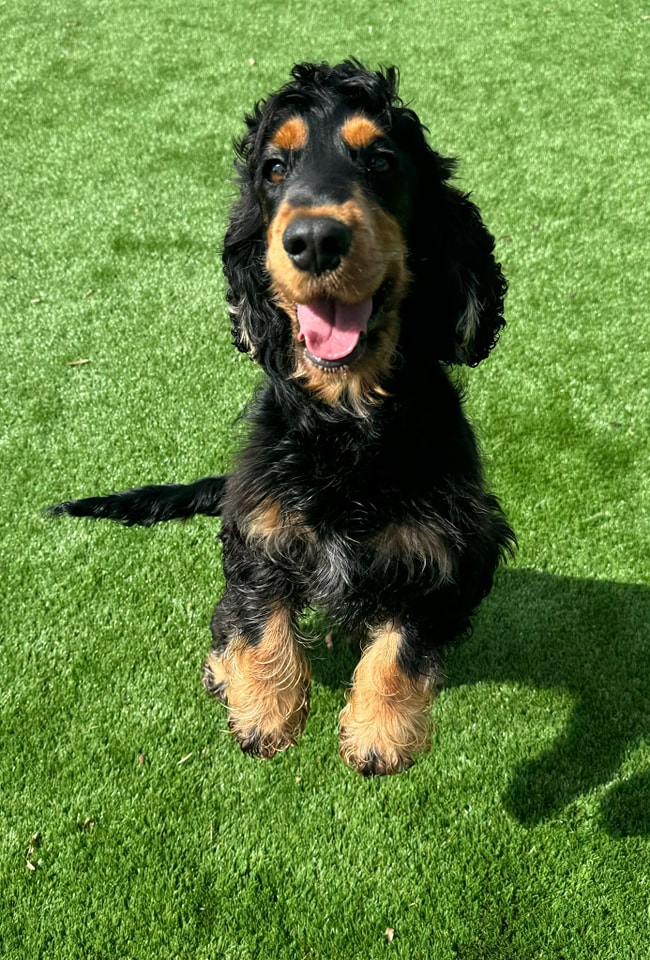 All Pets – Mid Antrim Animal Sanctuary