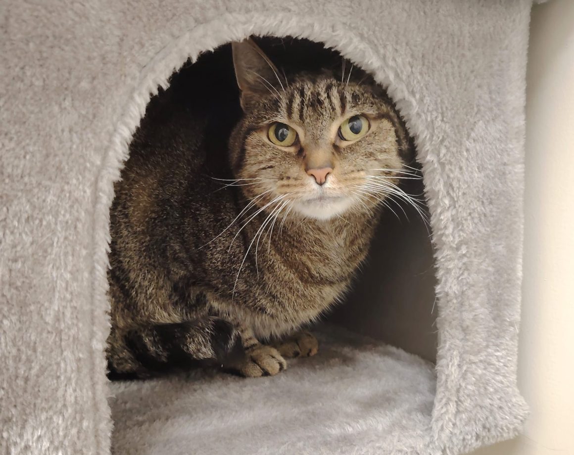 All Cats – Mid Antrim Animal Sanctuary