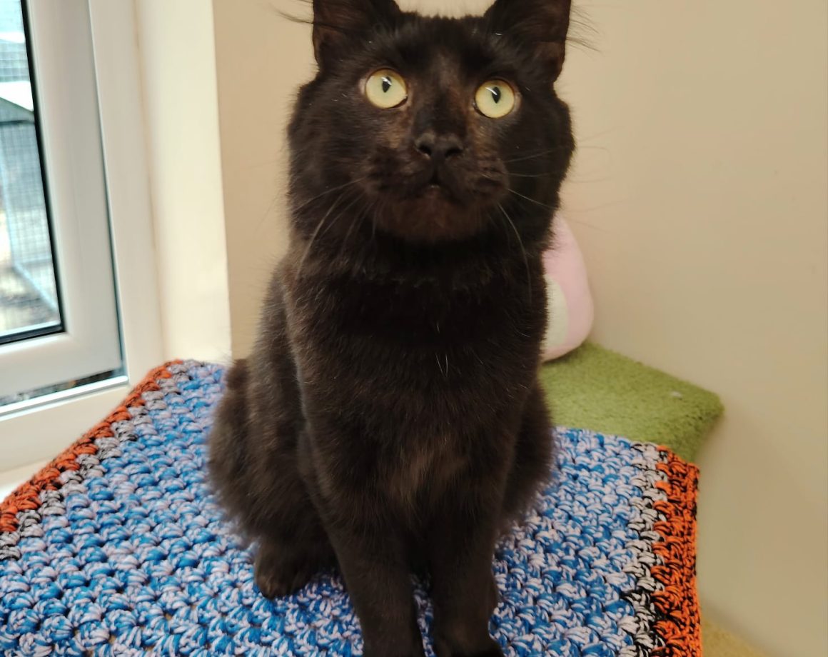 All Cats – Mid Antrim Animal Sanctuary