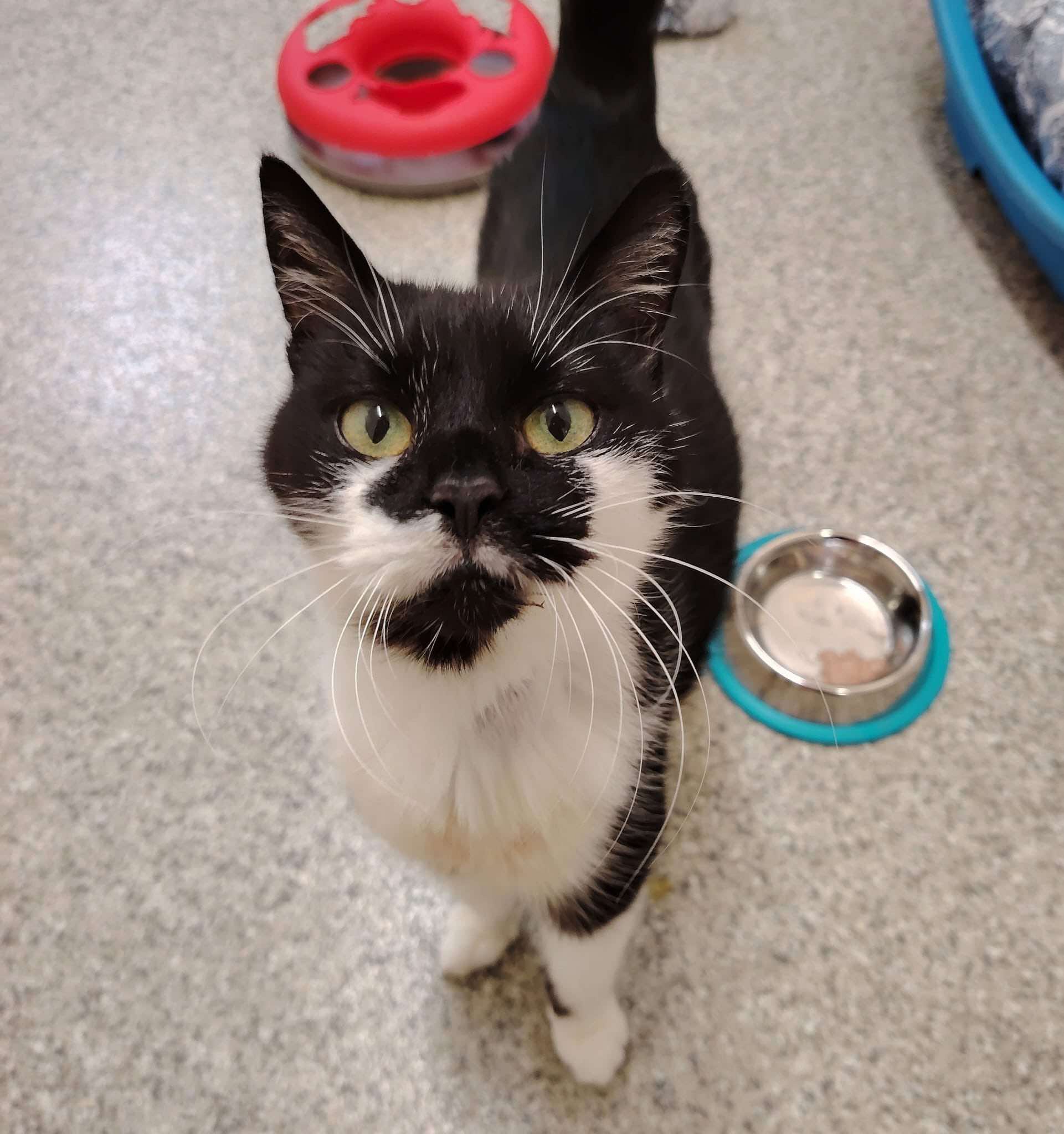 All Cats – Mid Antrim Animal Sanctuary