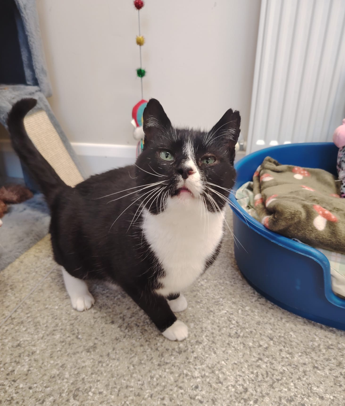 All Cats – Mid Antrim Animal Sanctuary