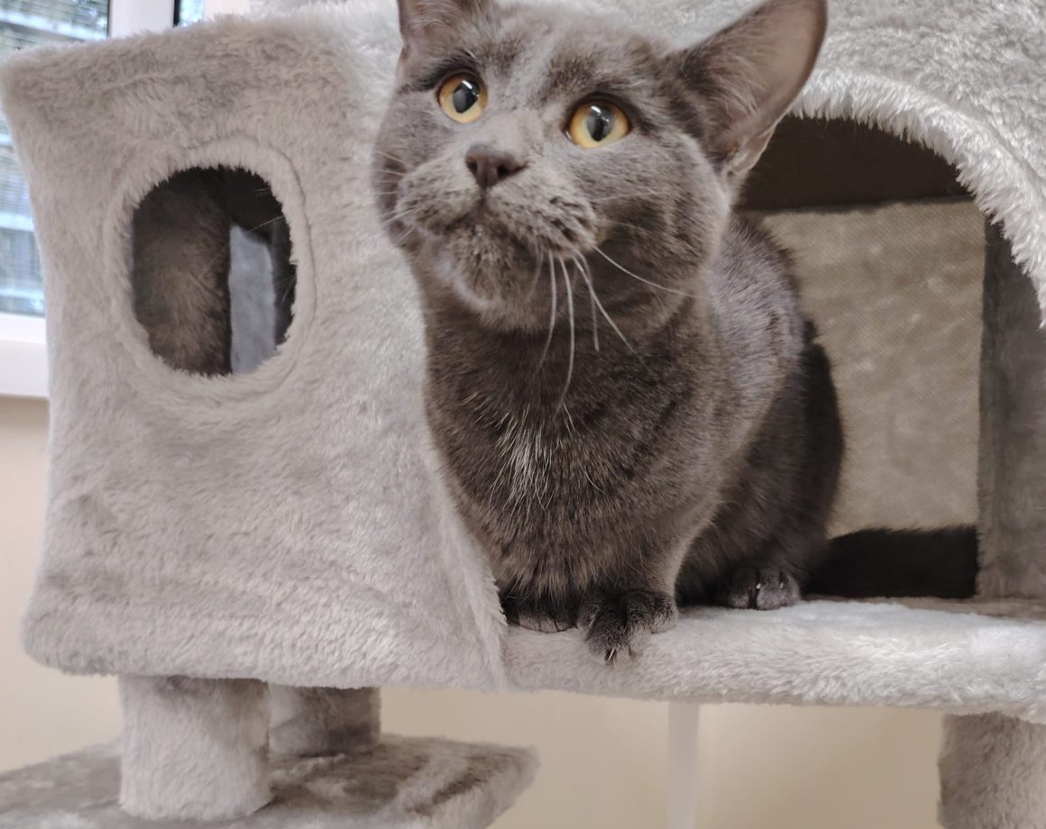 All Cats – Mid Antrim Animal Sanctuary