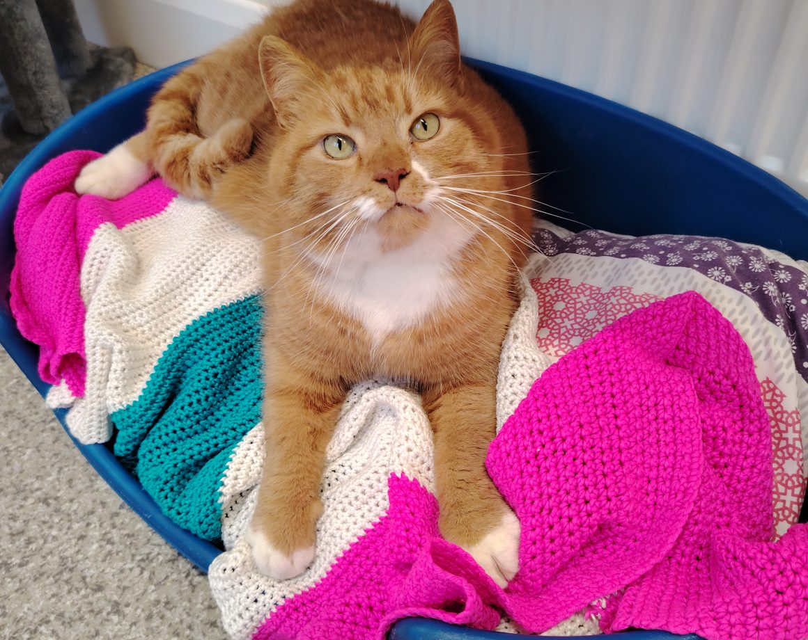 All Cats – Mid Antrim Animal Sanctuary