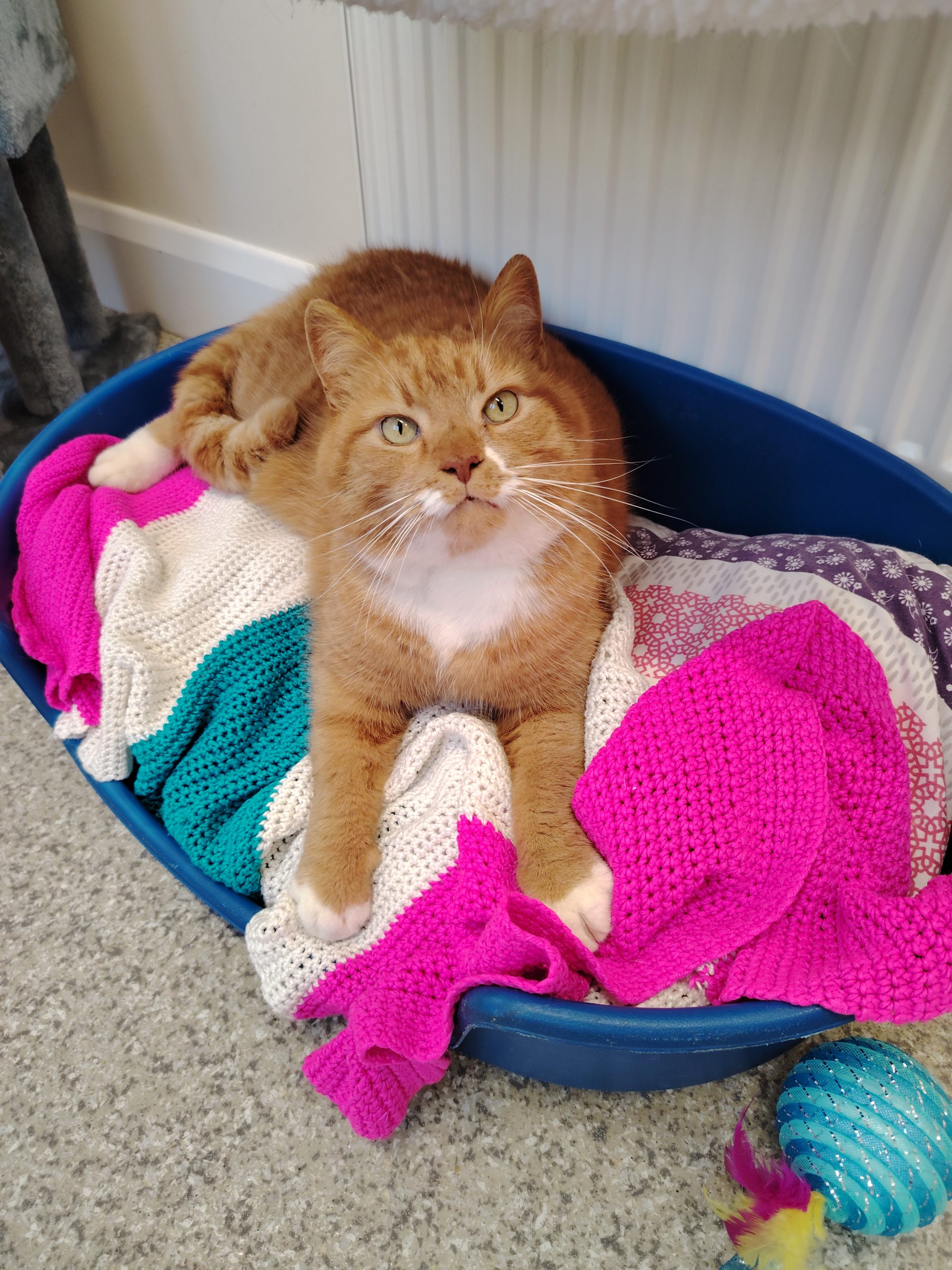 All Cats – Mid Antrim Animal Sanctuary