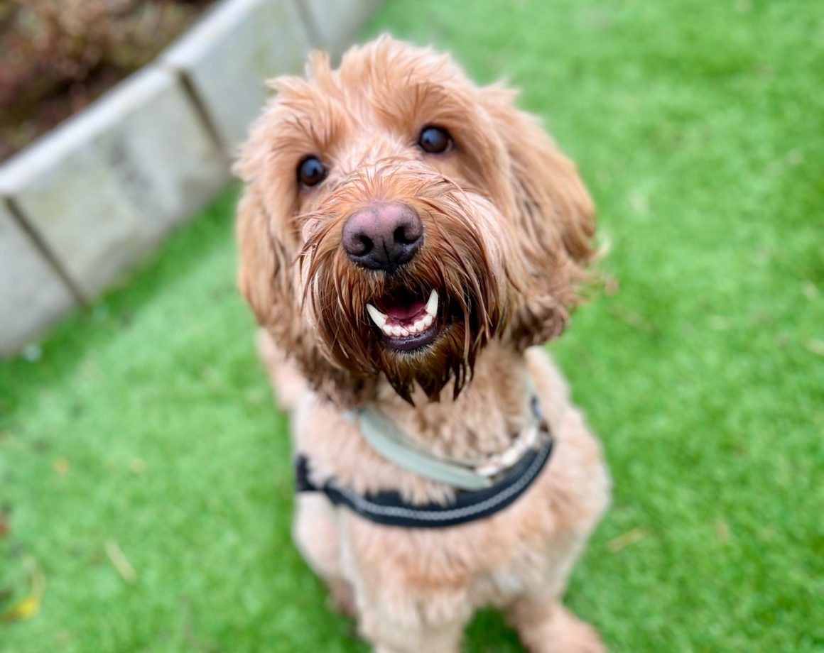 Mid Antrim Animal Sanctuary – Commitment to care