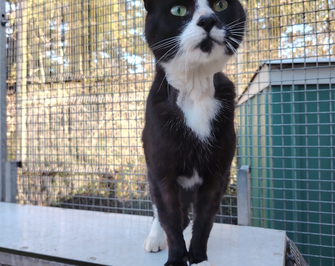 All Cats – Mid Antrim Animal Sanctuary