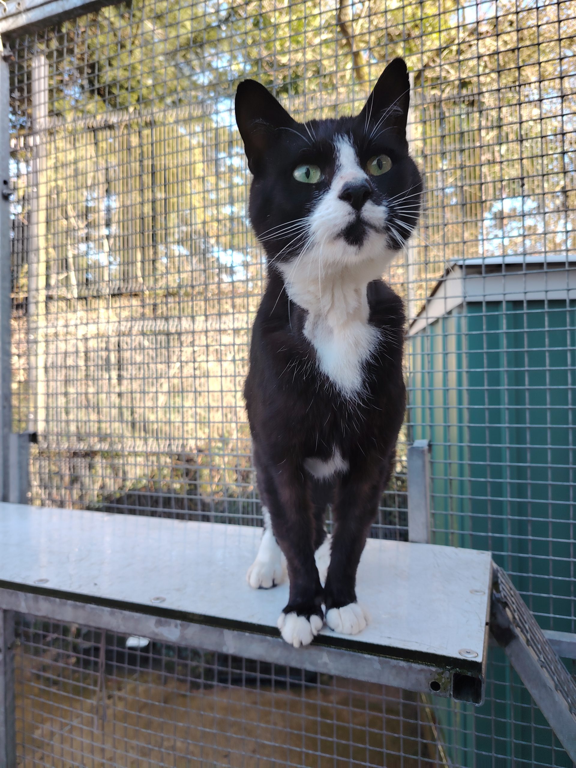 All Cats – Mid Antrim Animal Sanctuary