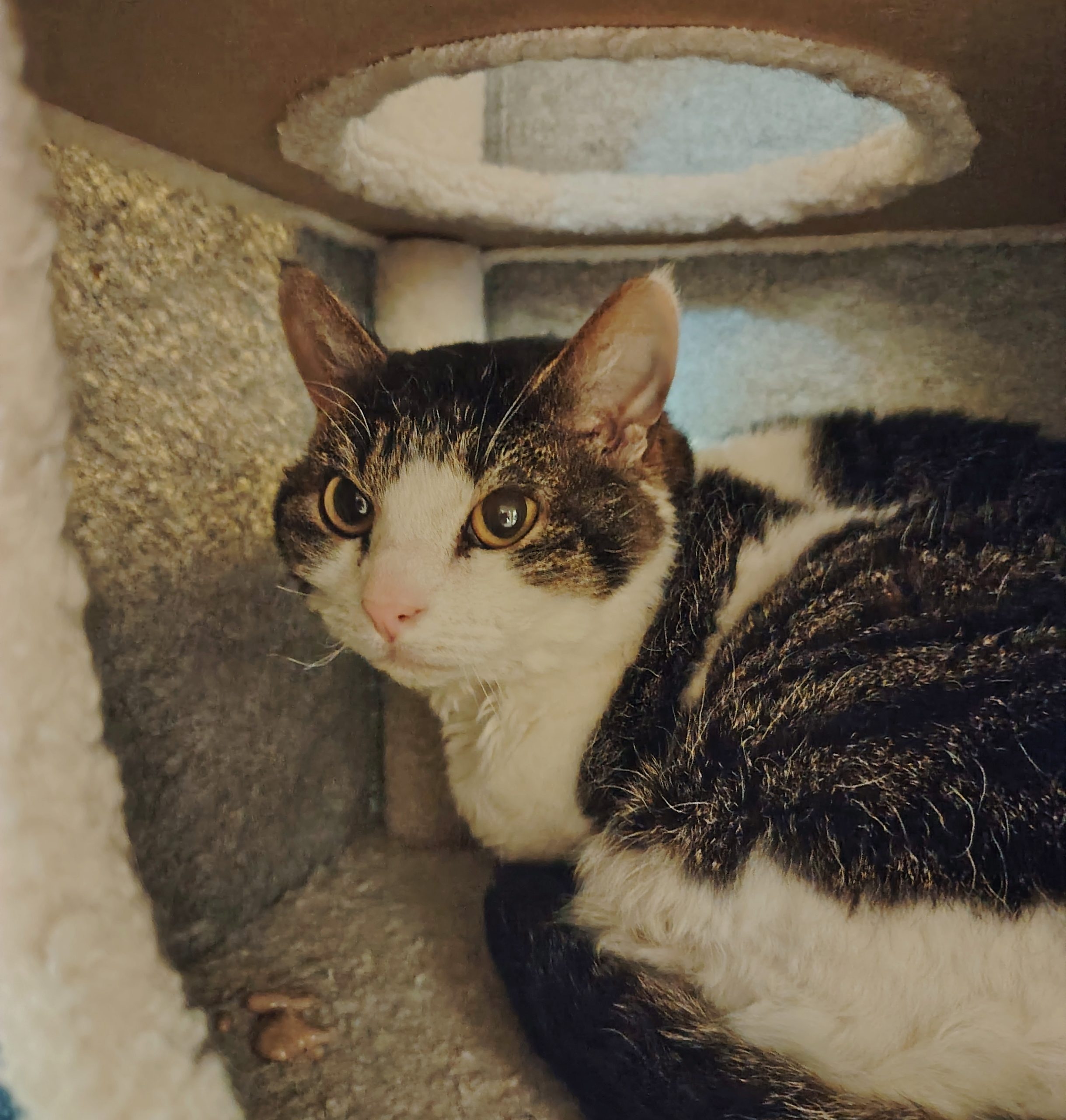 All Cats – Mid Antrim Animal Sanctuary