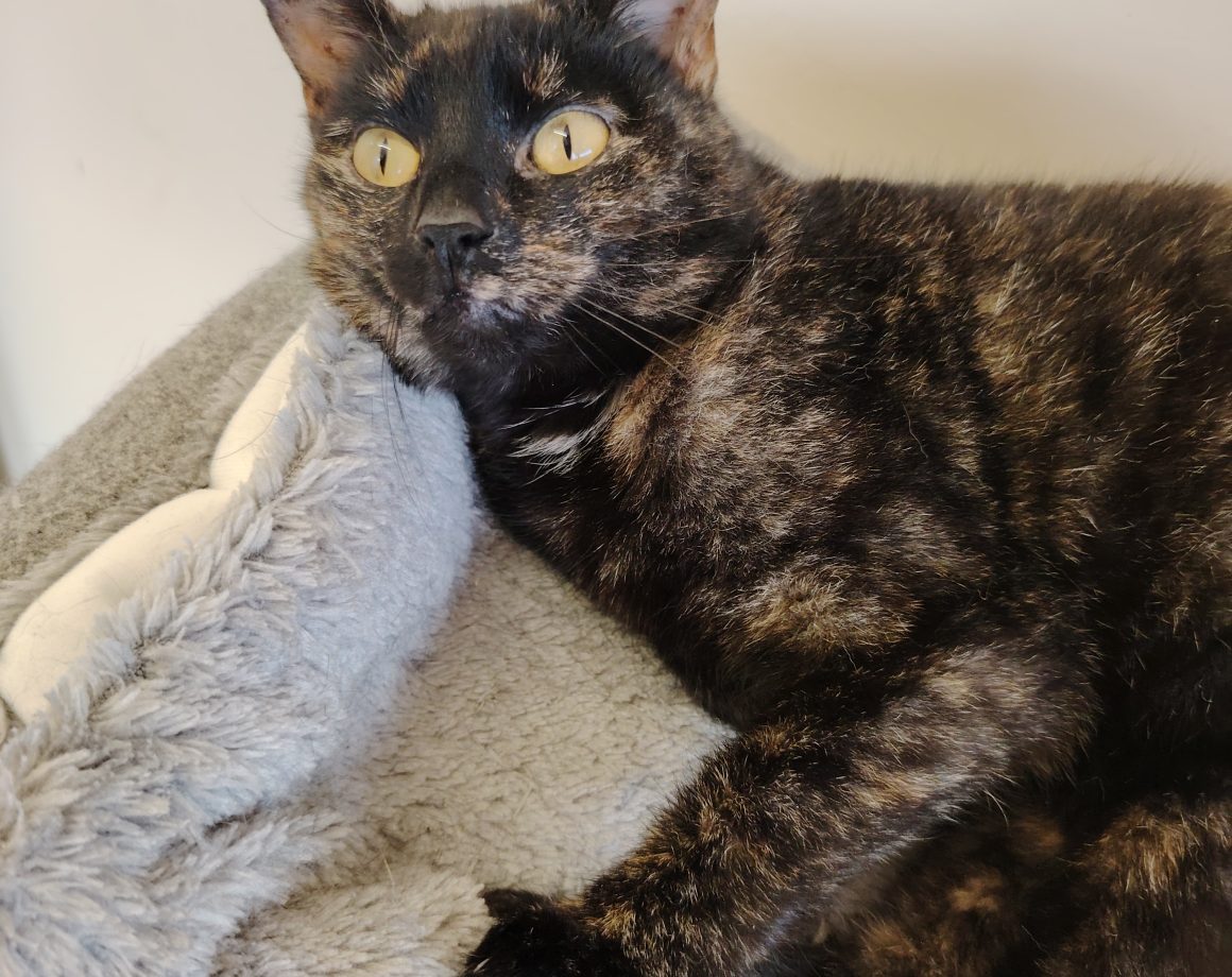 All Cats – Mid Antrim Animal Sanctuary