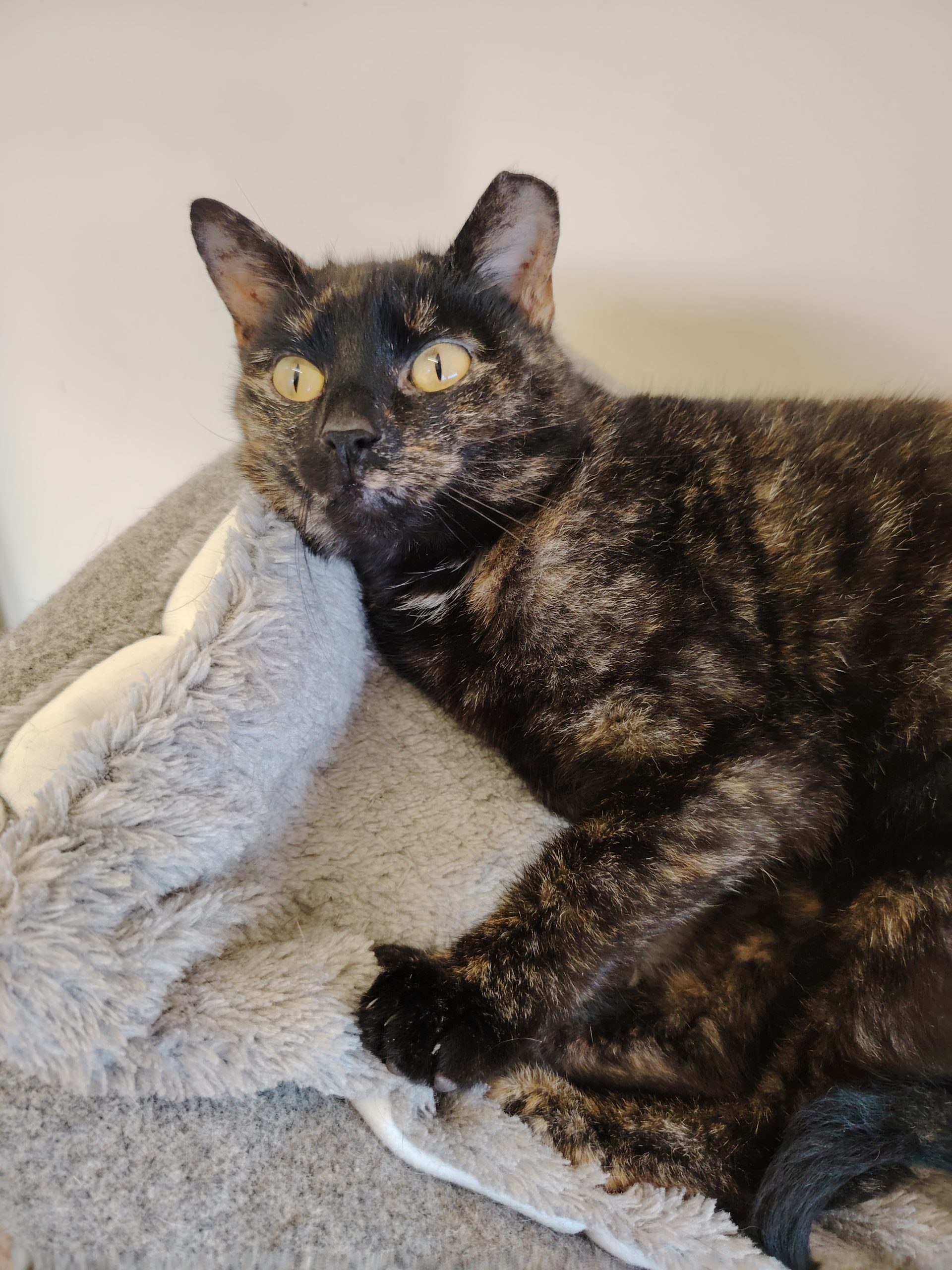 All Cats – Mid Antrim Animal Sanctuary