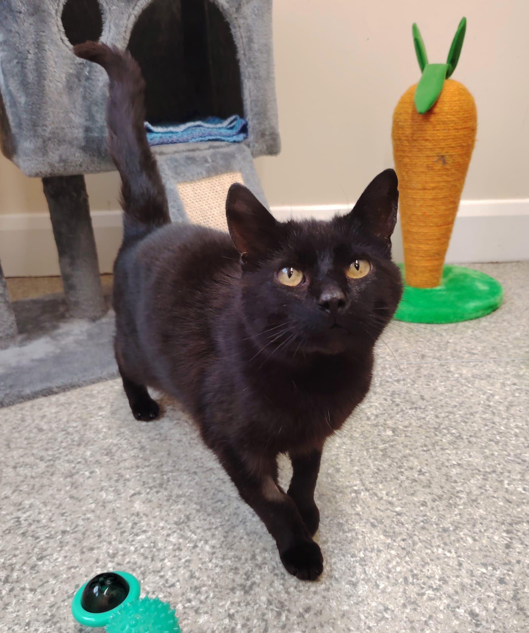 All Cats – Mid Antrim Animal Sanctuary